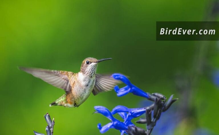 How Long Do Hummingbirds Live in the Wild? 10 Interesting Facts