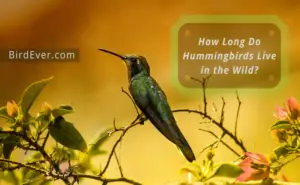 How Long Do Hummingbirds Live in the Wild? 10 Interesting Facts