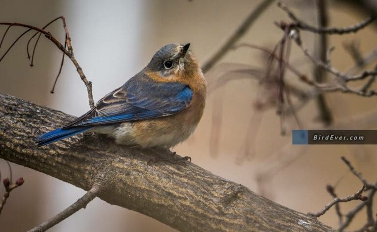 Where Do Bluebirds Sleep At Night? 6 Best Natural Nests