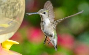 How Long Do Hummingbirds Live in the Wild? 10 Interesting Facts