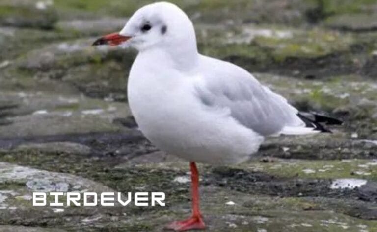 Bird That Stand on One Leg: #1 Unveiling the Mystery