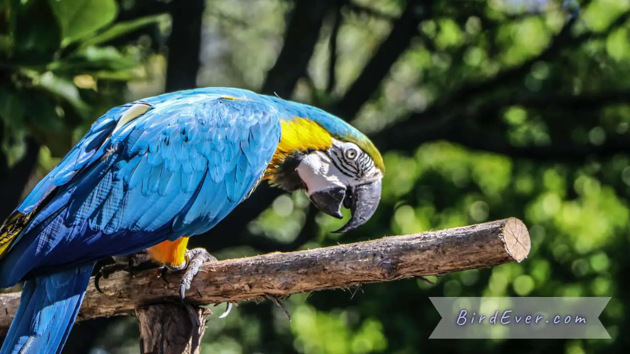 How to Make a Bird Perch Stand? A Complete DIY Guide