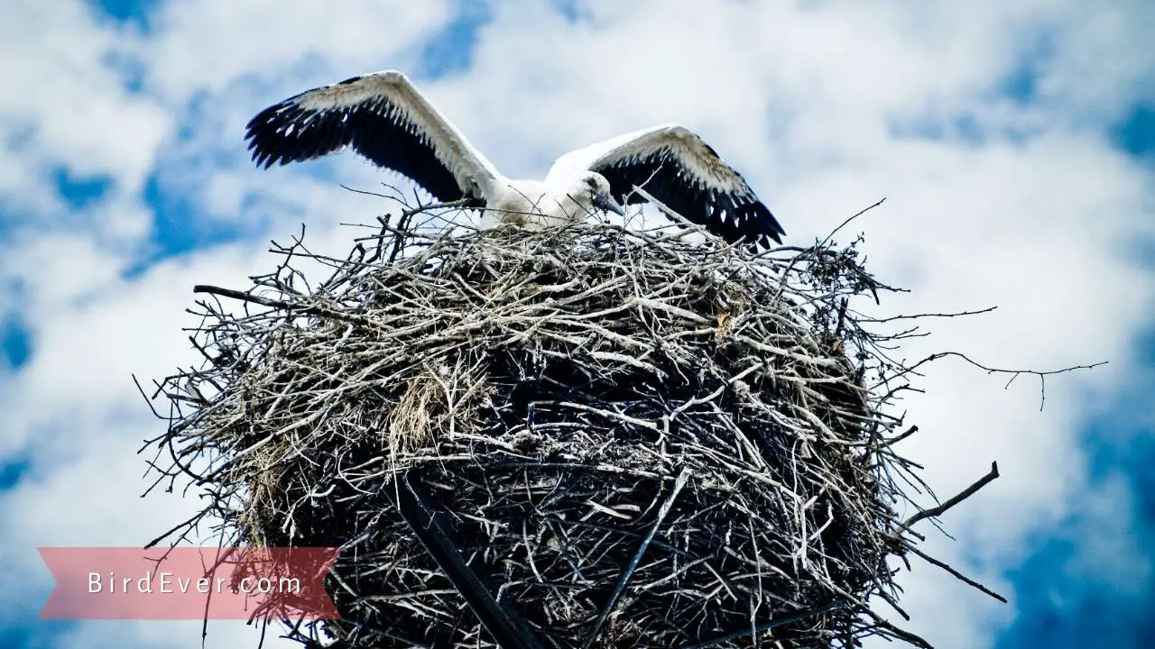 Create Homemade Bird Perches from Tree Branches: DIY Guide