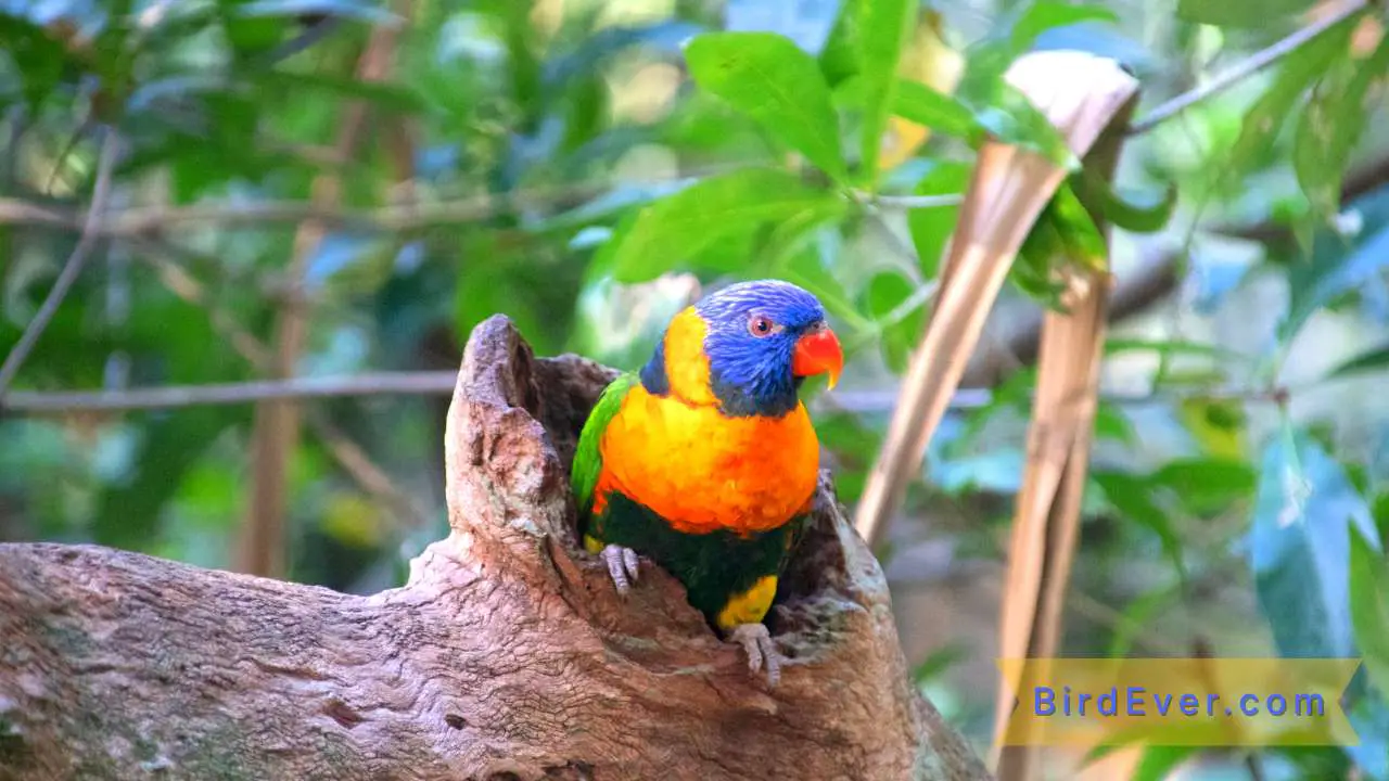 Create Homemade Bird Perches from Tree Branches: DIY Guide