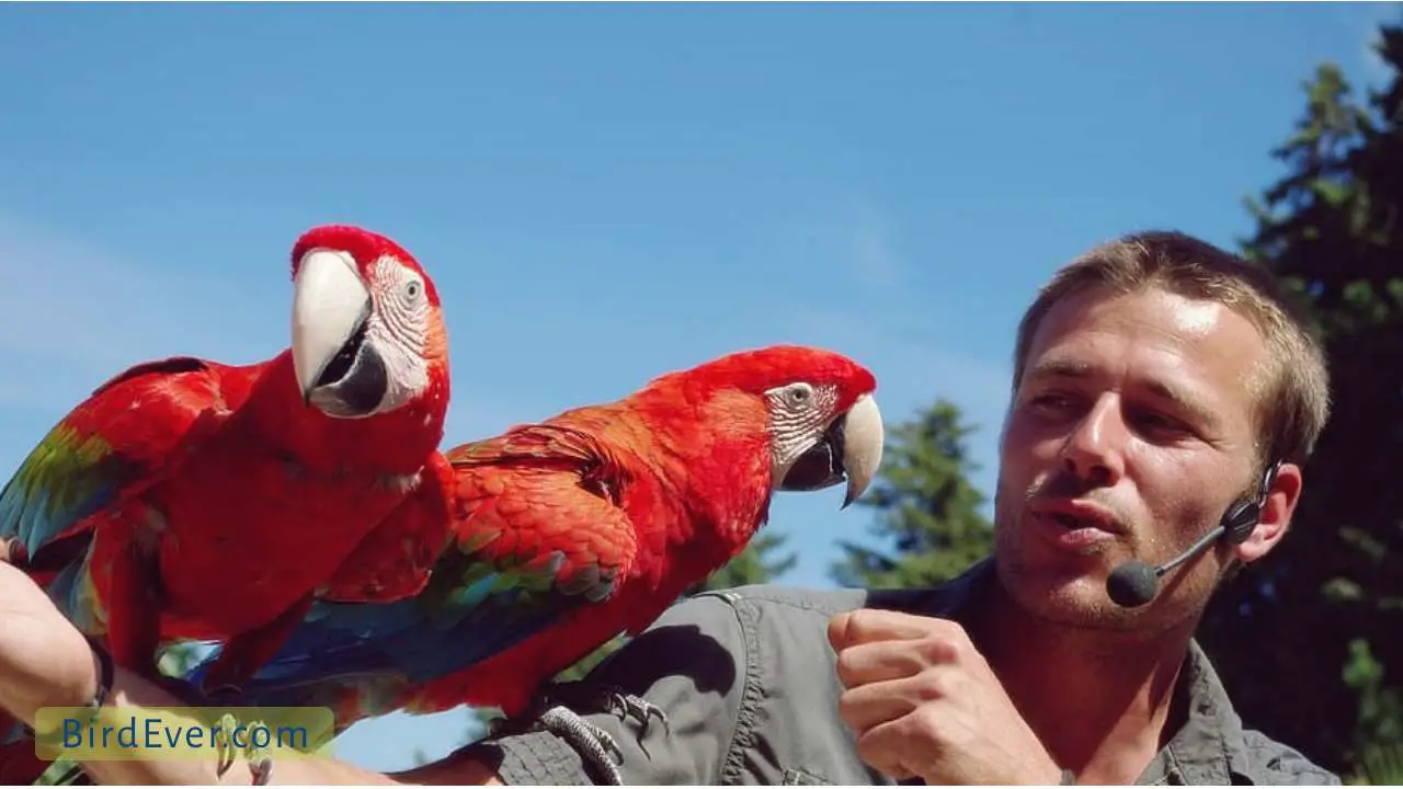 Can A Bird Carry A Human?