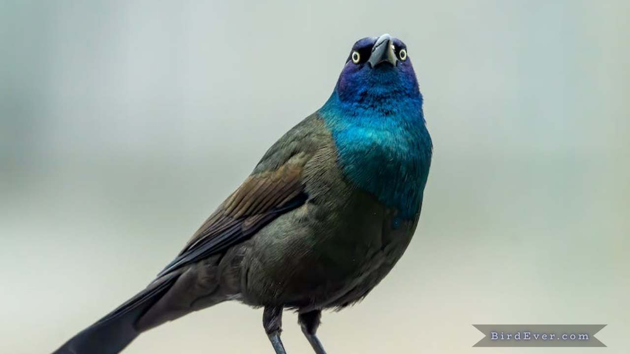 What Bird Sounds Like A Rusty Swing? Uncover the Answer