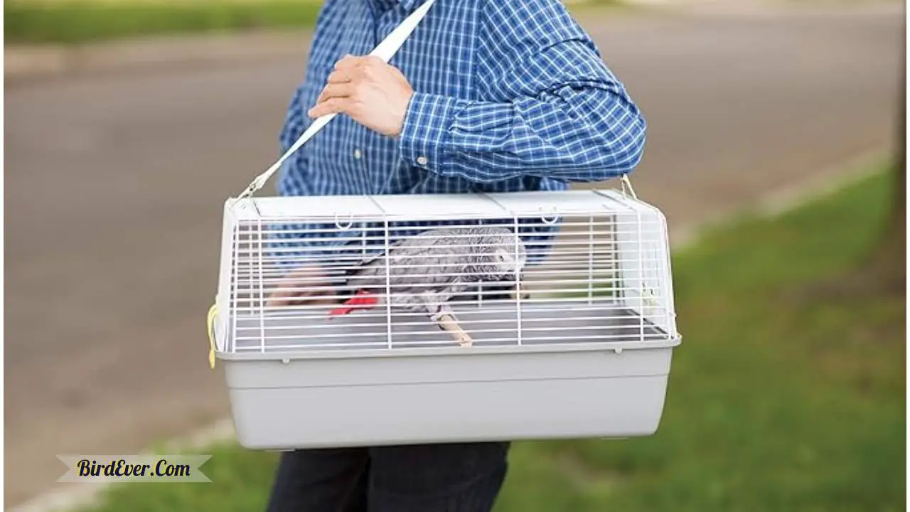 How to Make a Bird Carrier