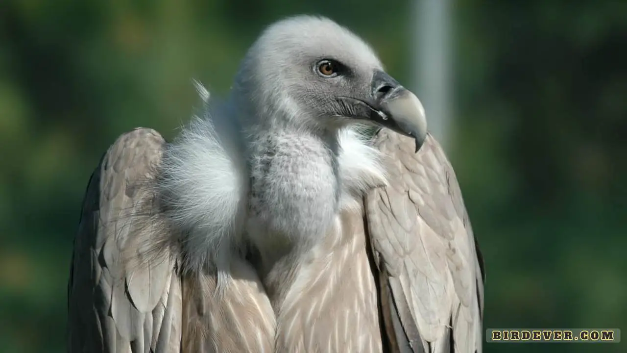 Bird That Look Like a Dragon (The Best Updated in 2025)