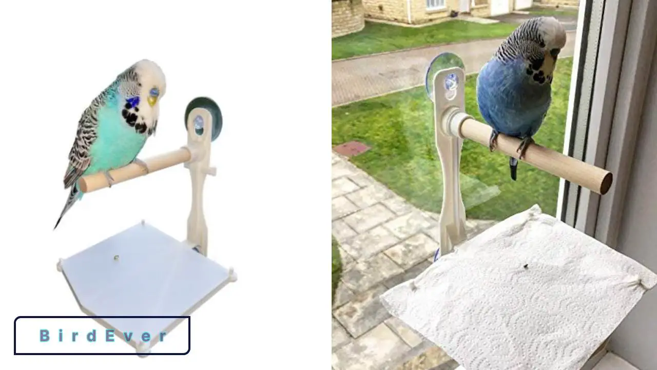 Bird Perch with Poop Catcher: A Must-Have for Bird Owners 2023