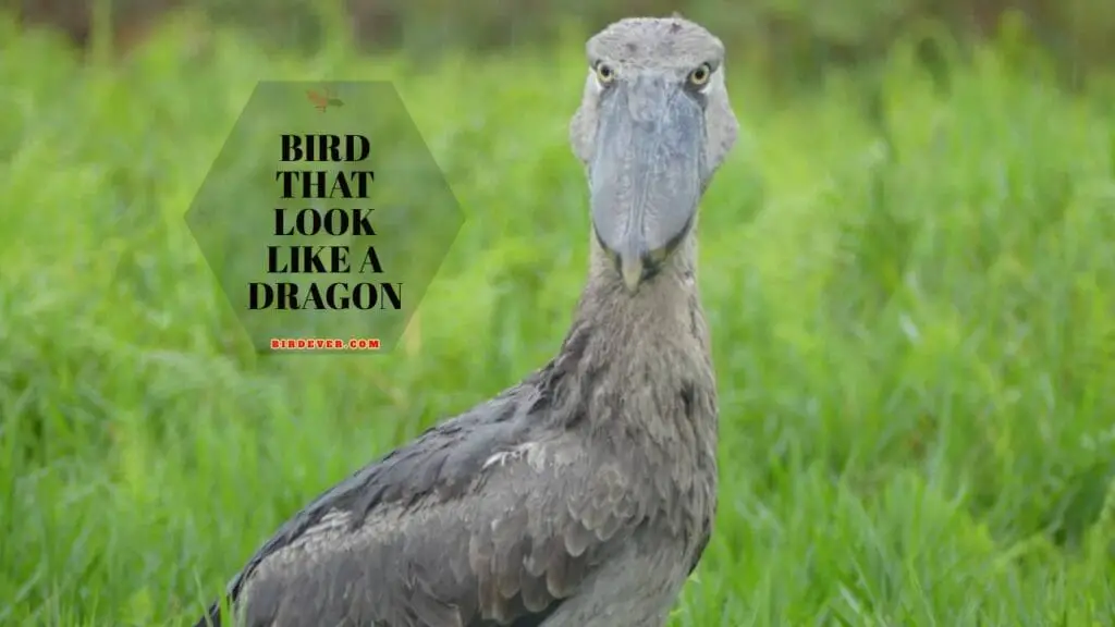 Bird That Look Like a Dragon (The Best Updated in 2025)