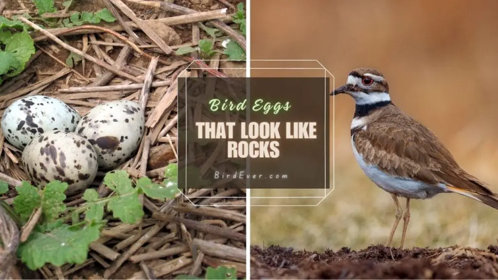Bird Eggs That Look Like Rocks: A Unique Natural Wonder - BirdEver
