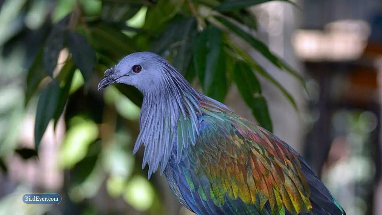 birds that look like a dodo bird