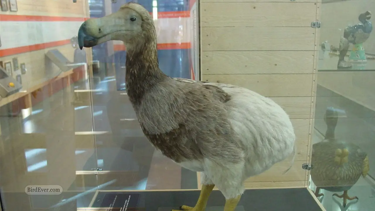 birds that look like a dodo bird