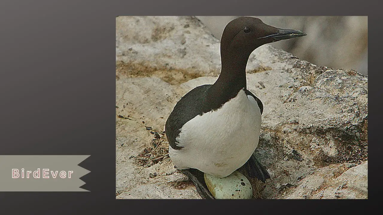 Bird Eggs That Look Like Rocks: A Unique Natural Wonder - BirdEver